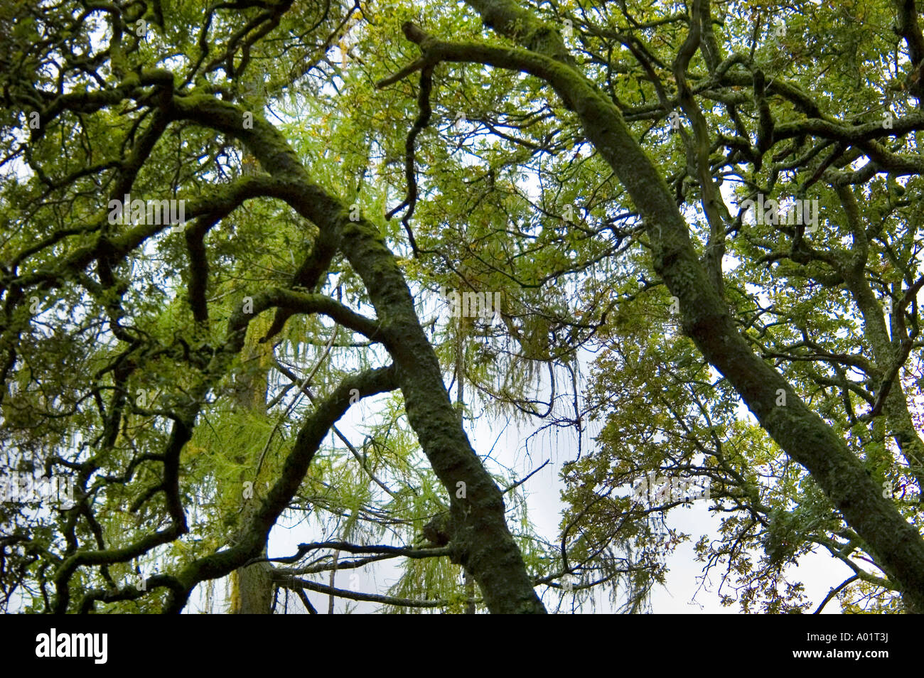 Wild Forest Sky, Snowdonia National Park, Wales, UK Stock Photo - Alamy
