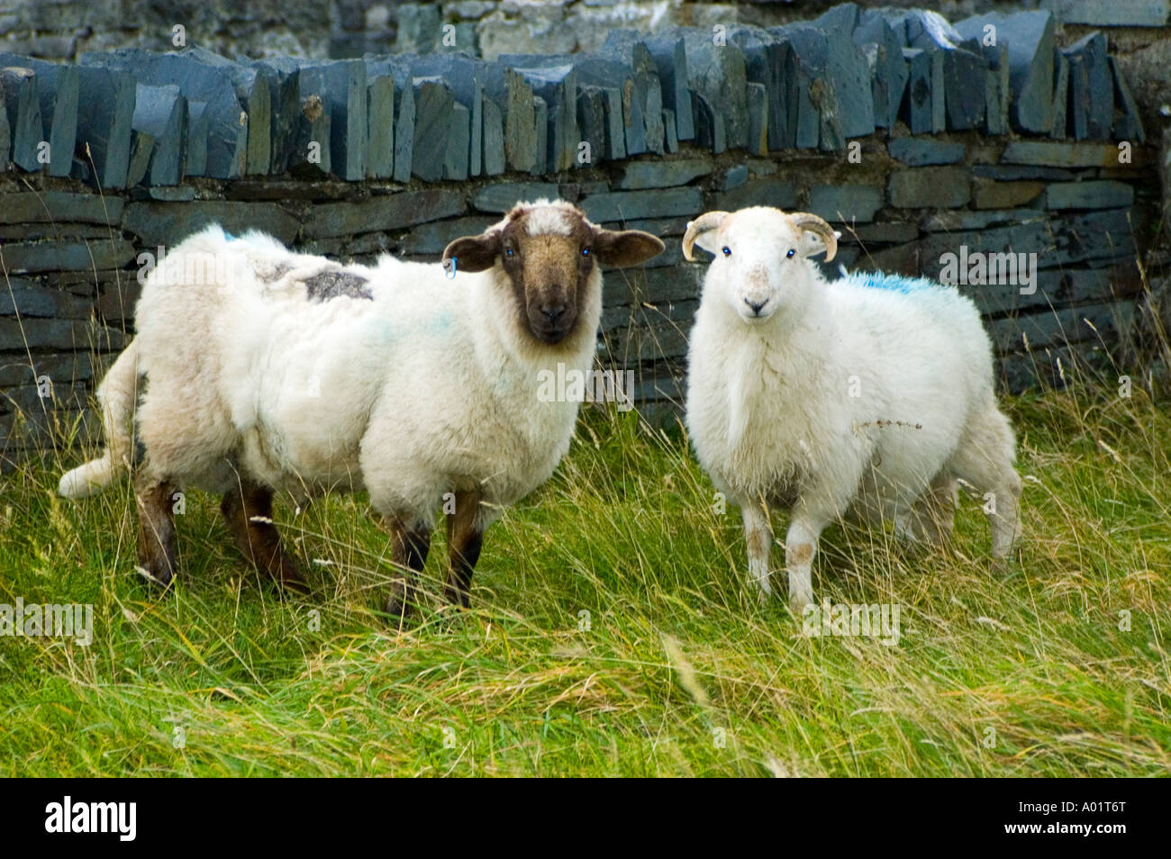 Two Sheep and Camera, Snowdonia National Park, Wales, UK Stock Photo ...