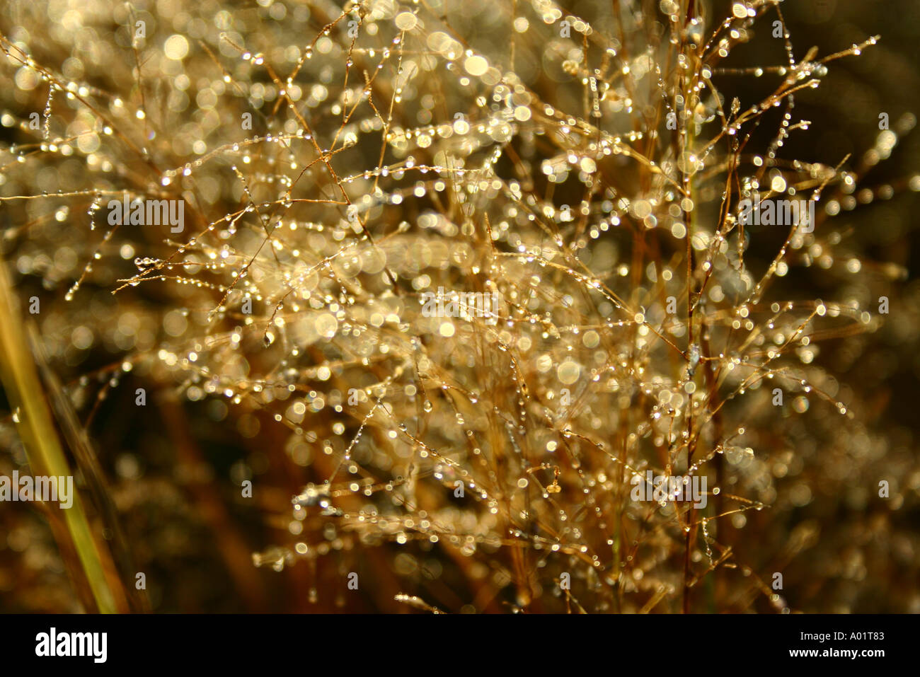 Backlit shrubs hi-res stock photography and images - Alamy