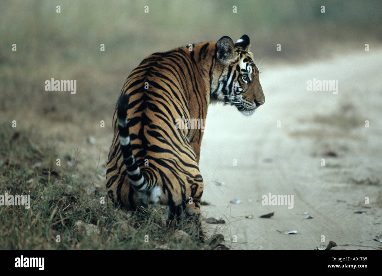 MALE BENGAL TIGER SCENT MARKING FOREST TRACK BANDHAVGARH INDIA Panthera ...