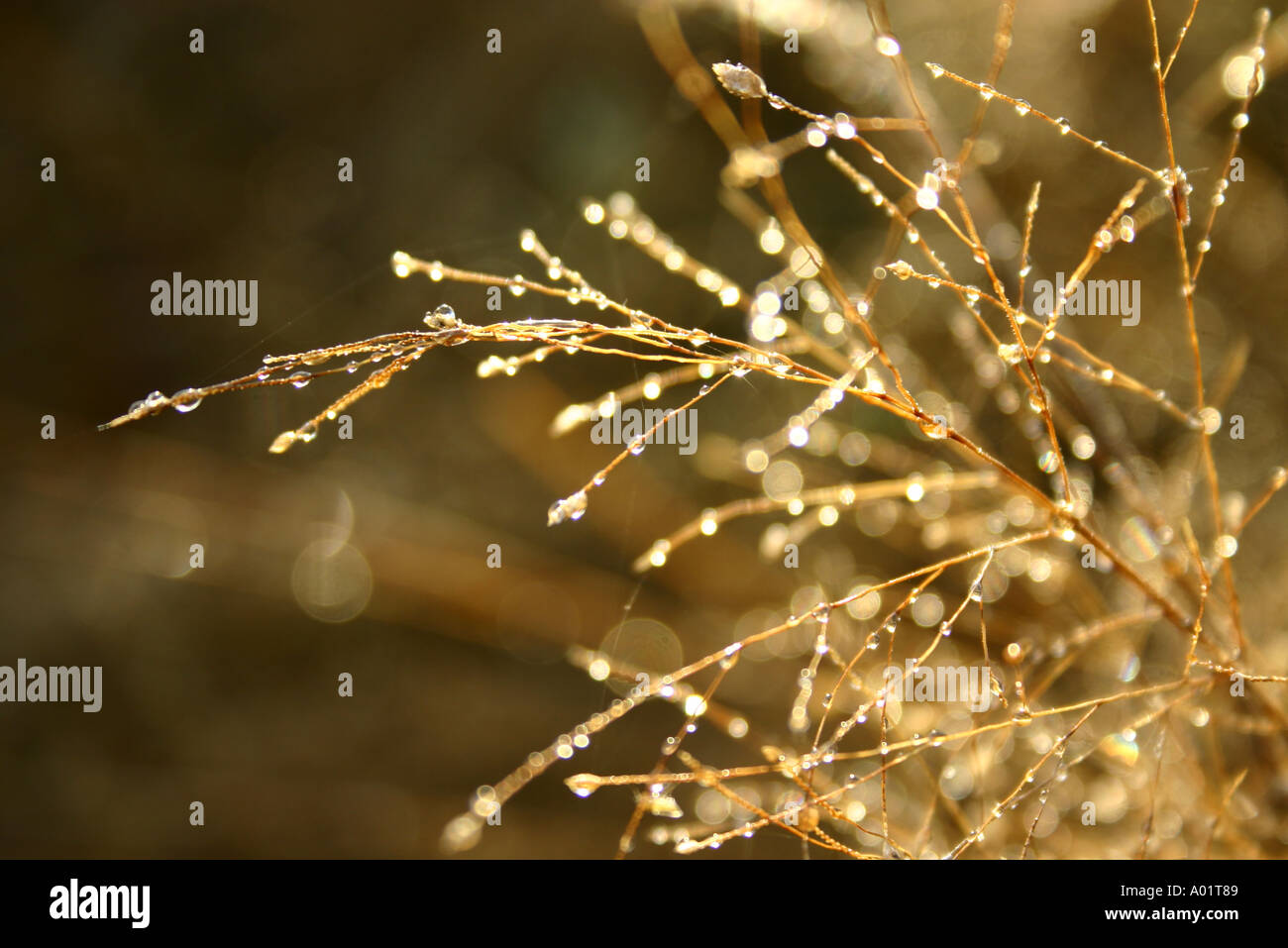RSC0293 Nature shrubs shrubbery dry grass shoots plants backlit Stock ...