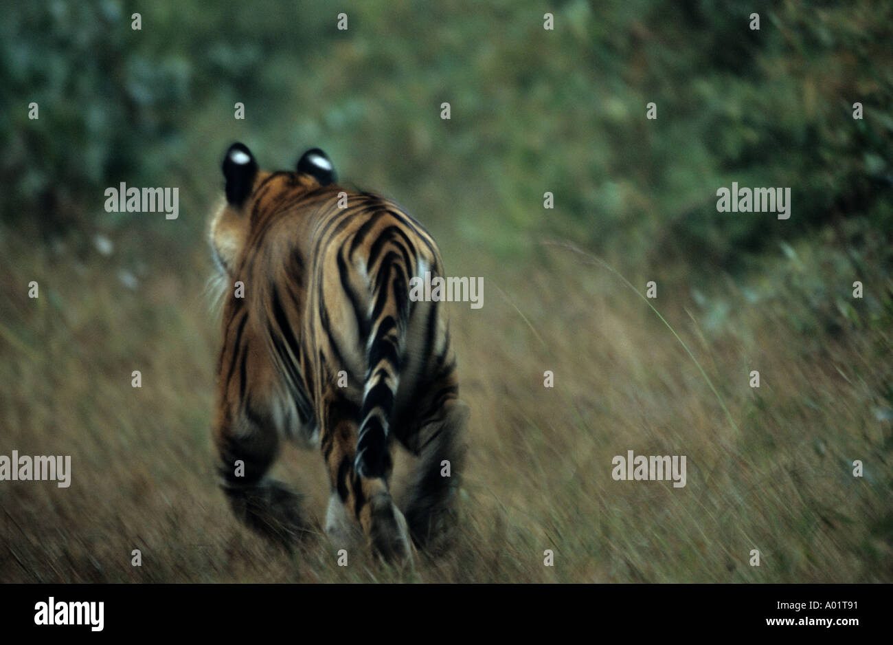 BENGAL TIGER RUNNING INTO FOREST BANDHAVGARH INDIA Panthera Tigris ...