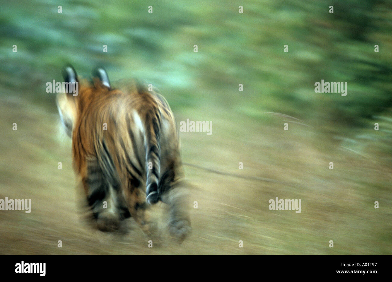 BENGAL TIGER RUNNING INTO FOREST BANDHAVGARH INDIA Panthera Tigris ...