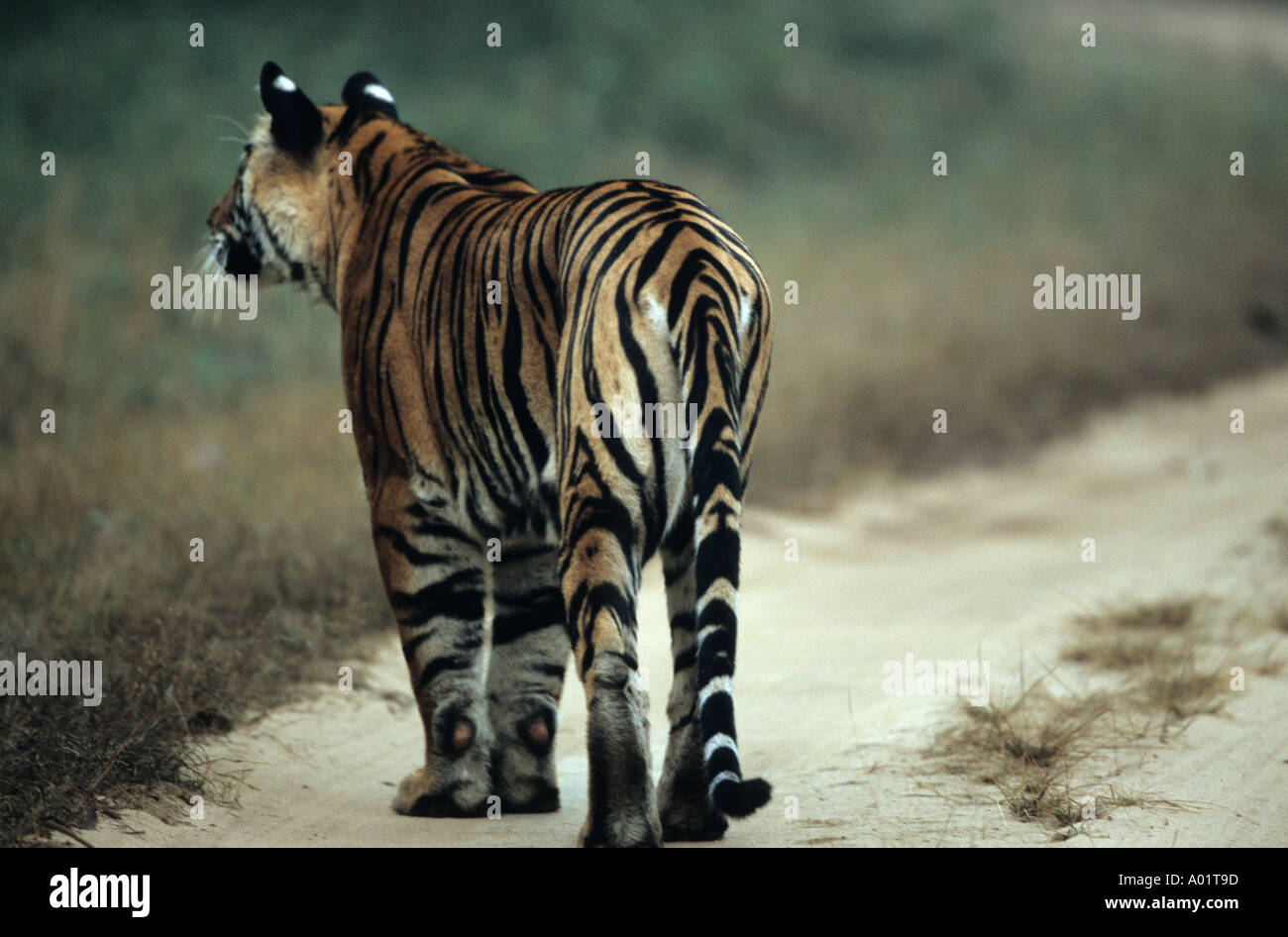 Bengal tiger listening hi-res stock photography and images - Alamy