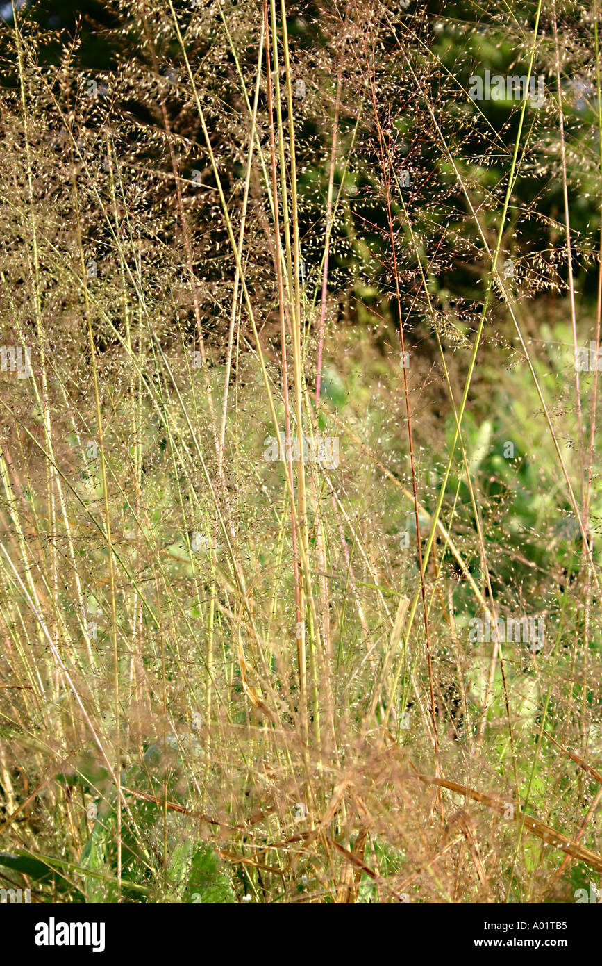 RSC0302 Nature shrubs shrubbery dry grass shoots plants Stock Photo - Alamy