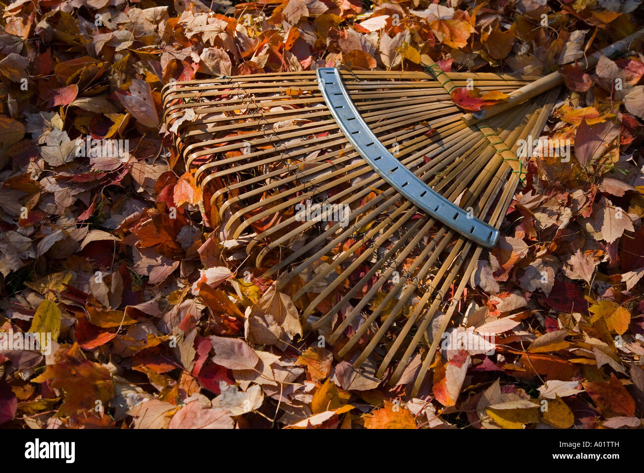 Rake leaves hi-res stock photography and images - Alamy