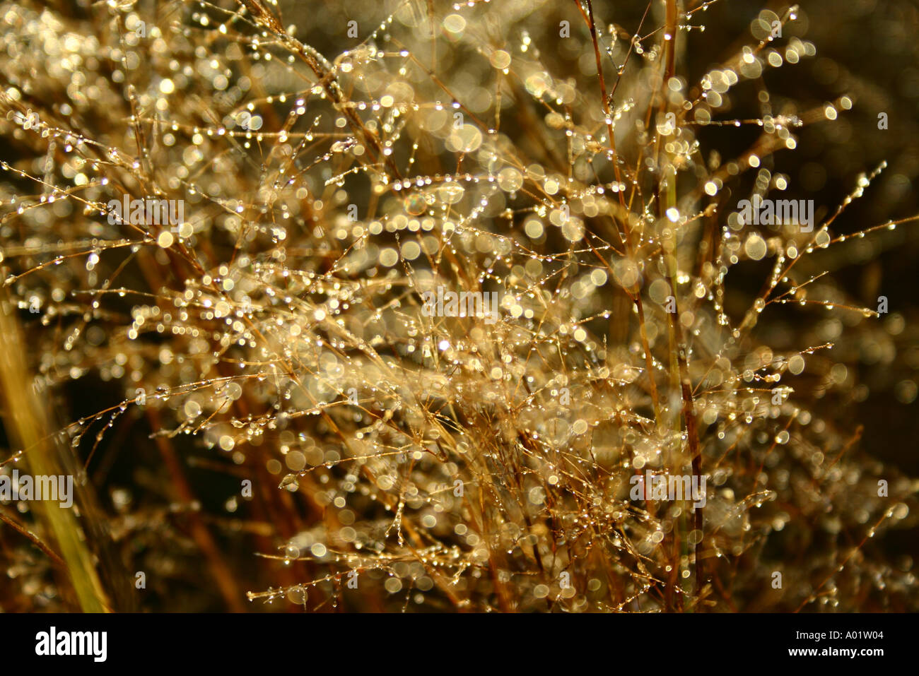 RSC0291 Nature shrubs shrubbery dry grass shoots plants backlit Stock ...