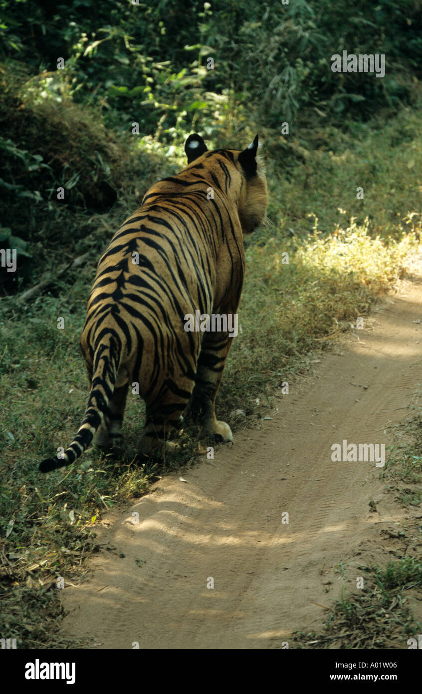 MALE BENGAL TIGER SCENT MARKING FOREST TRACK BANDHAVGARH INDIA Panthera ...