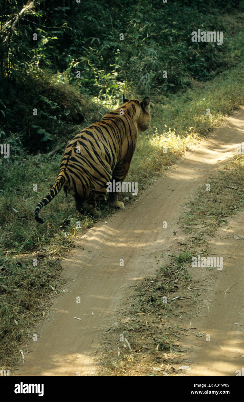 MALE BENGAL TIGER SCENT MARKING FOREST TRACK BANDHAVGARH INDIA Panthera ...