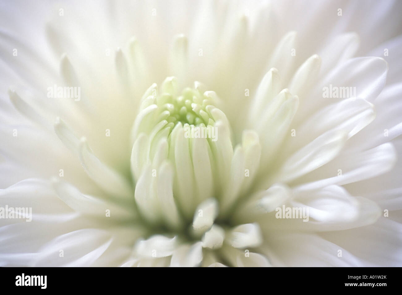Chrysanthemum hortorum hi-res stock photography and images - Alamy