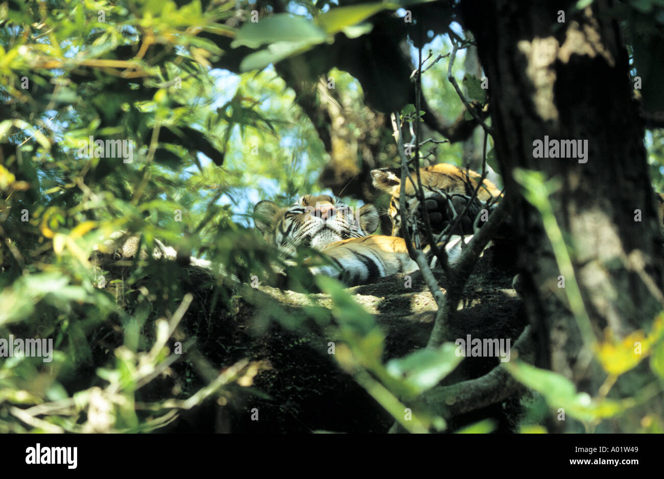 Bengal tiger on rocky ledge hi-res stock photography and images - Alamy