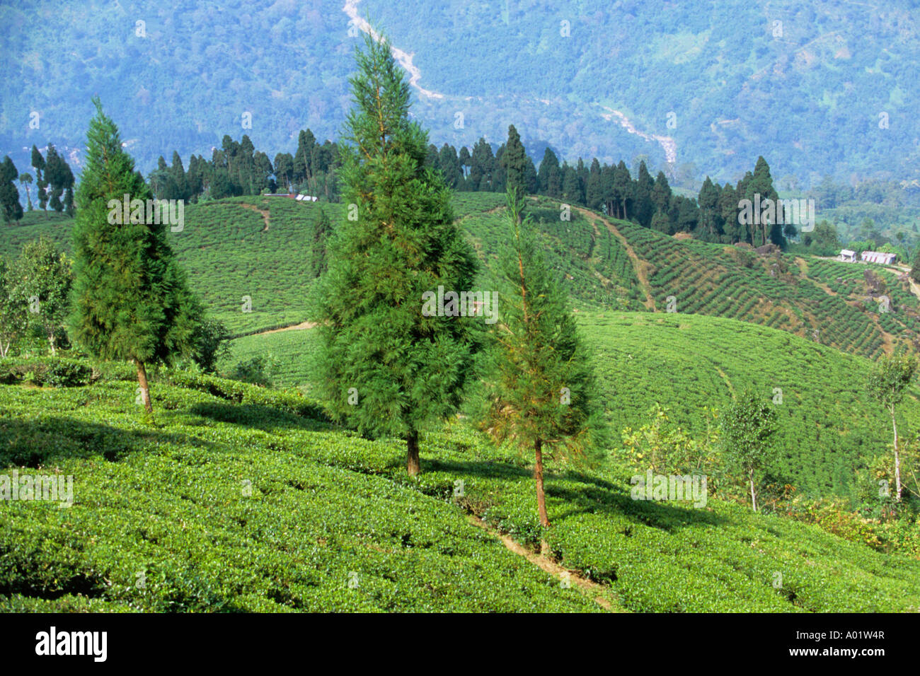 India West Bengal Darjeeling tea plantation Stock Photo - Alamy