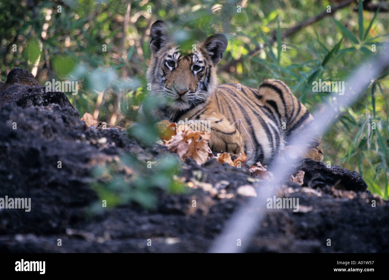 Bengal tiger on rocky ledge hi-res stock photography and images - Alamy