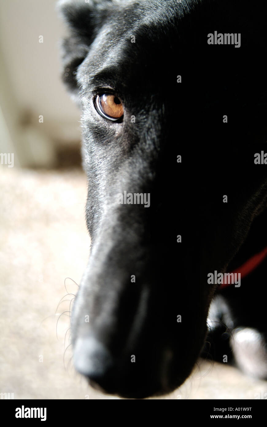 Headshot of dog hi-res stock photography and images - Alamy