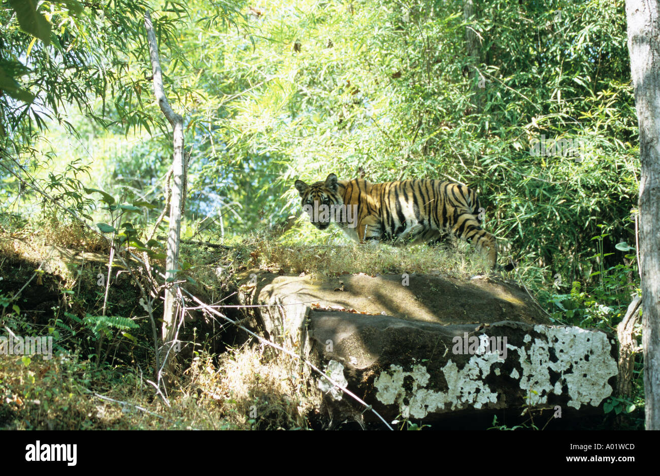 BENGAL TIGER CUB STANDING ON FOREST LEDGE BANDHAVGARH INDIA Panthera ...