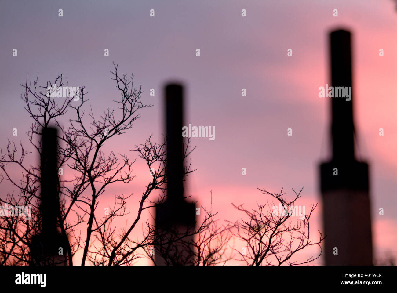 Tree branches and chimneys at sunset Stock Photo - Alamy