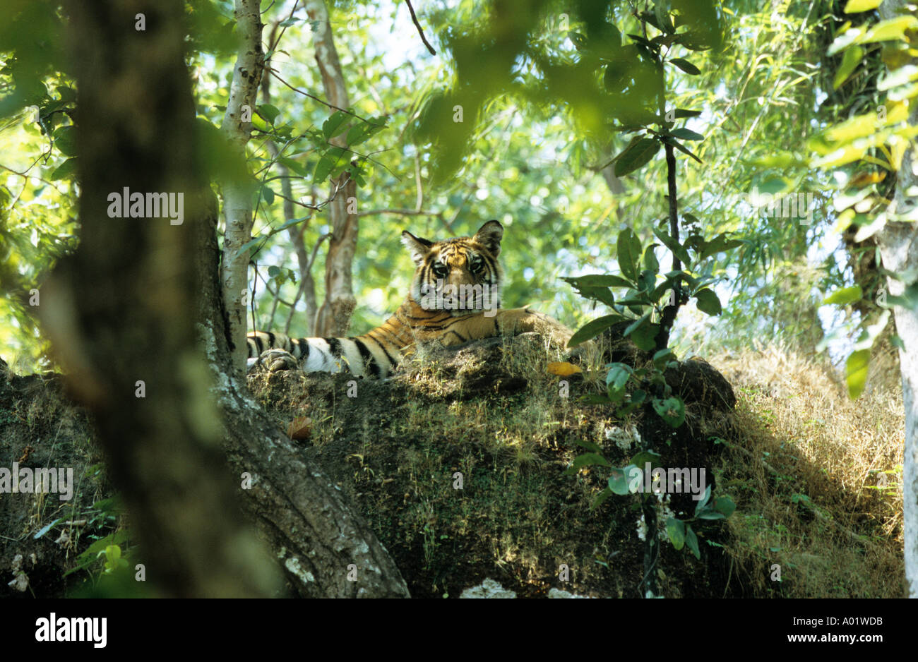 BENGAL TIGER CUB ON FOREST LEDGE BANDHAVGARH INDIA Panthera Tigris ...