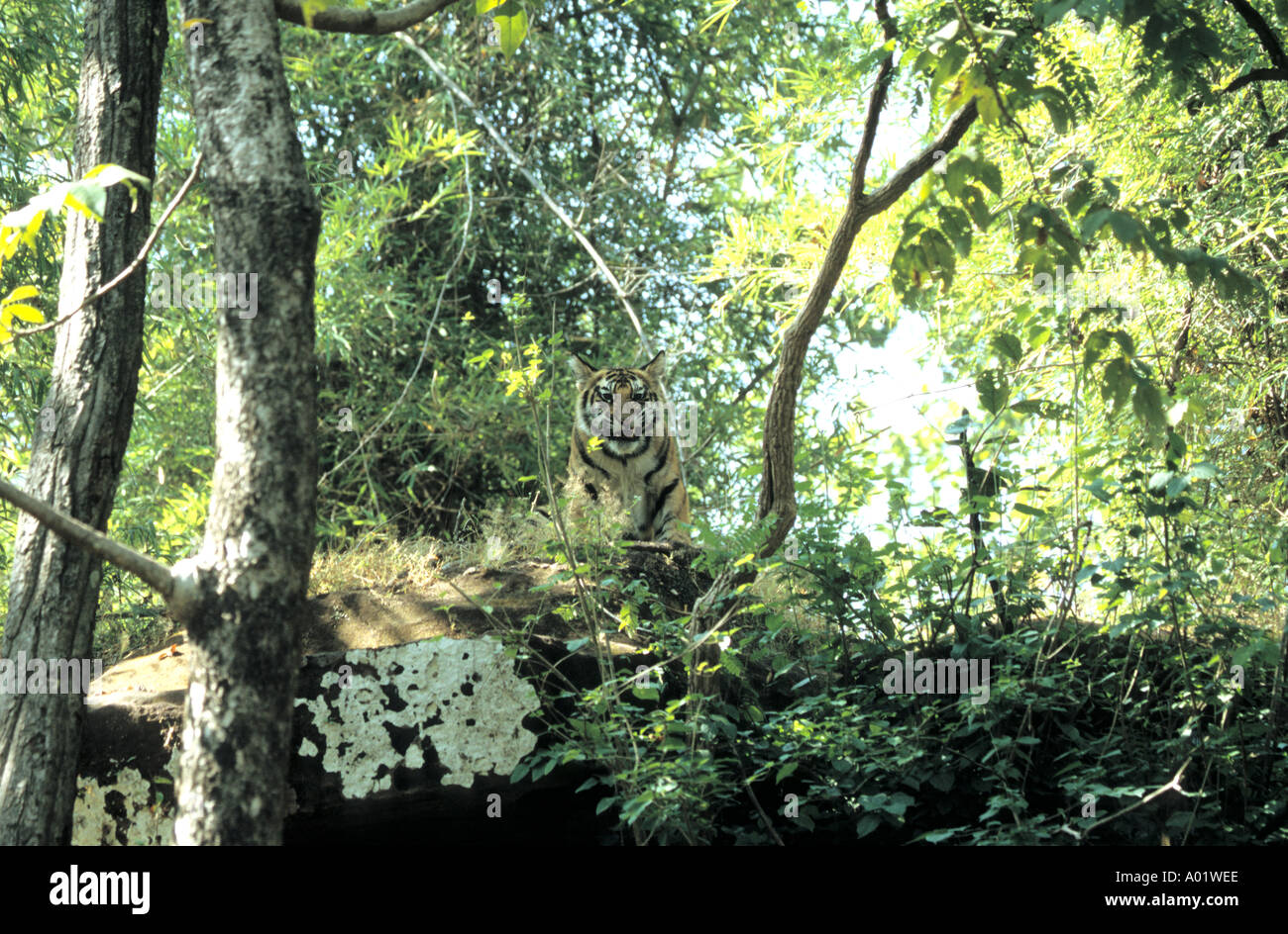 BENGAL TIGER CUB ON FOREST LEDGE BANDHAVGARH INDIA Panthera Tigris ...