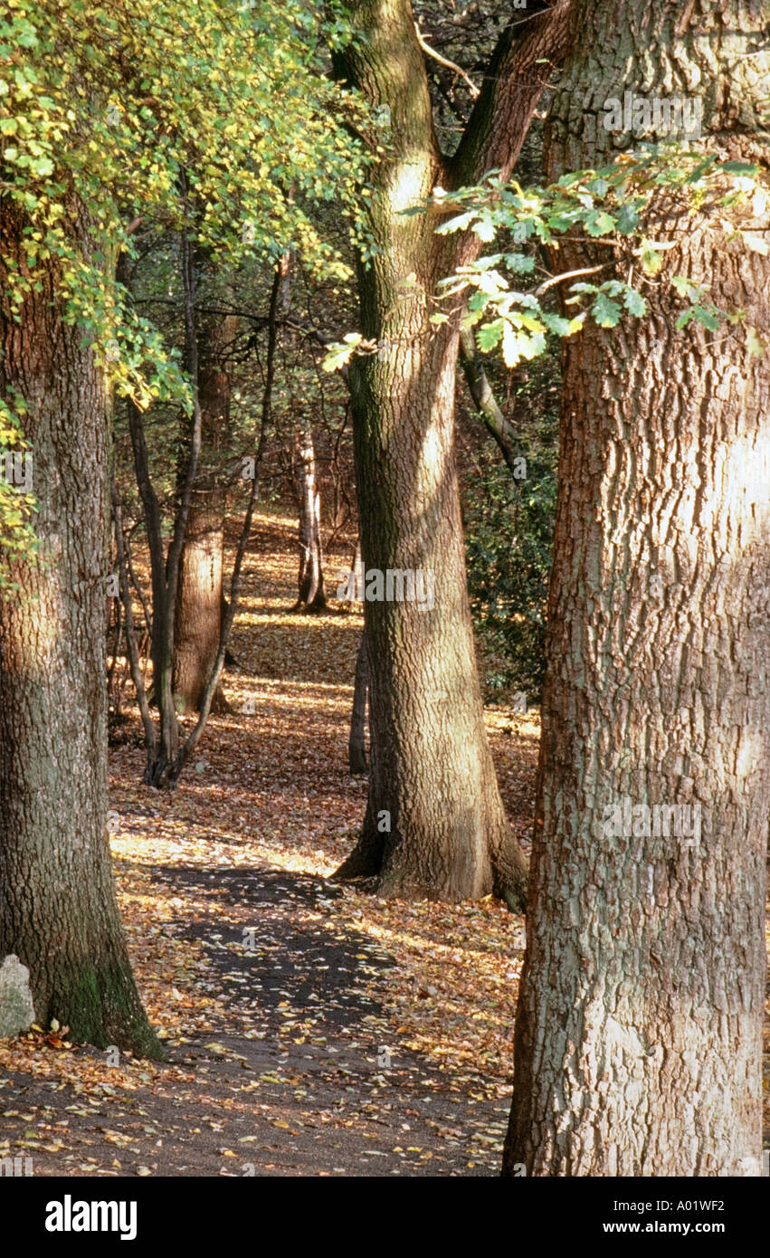 england london coldfall wood muswell hill haringey north london Stock ...