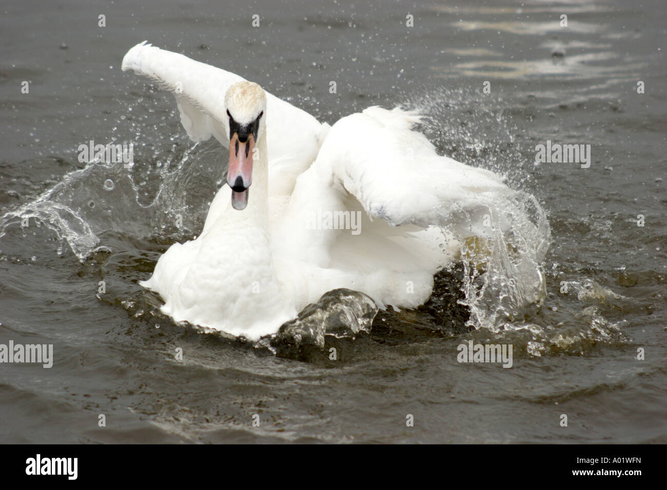 Angry mute swan hi-res stock photography and images - Alamy