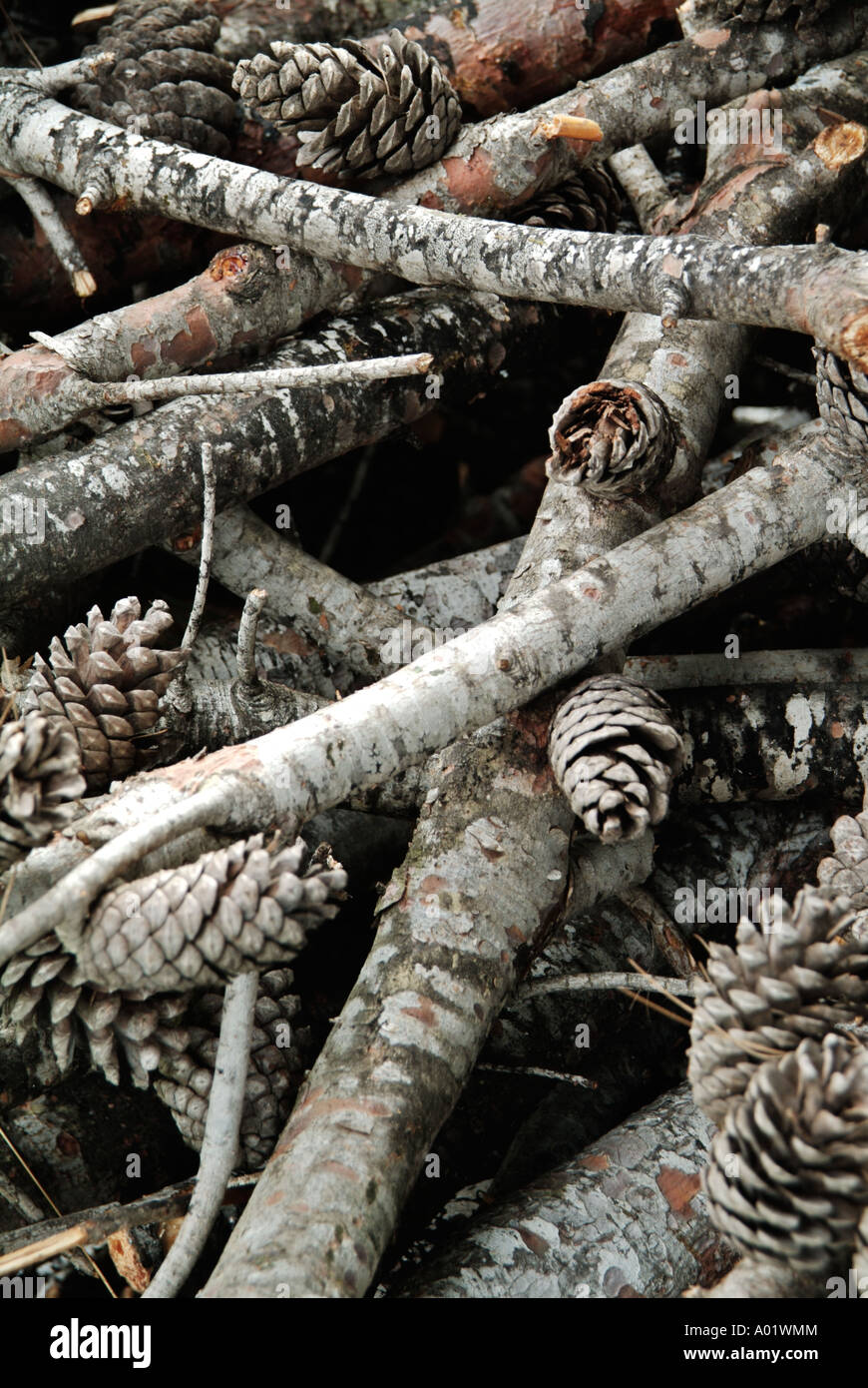 Pile of pine tree branches after prune Stock Photo - Alamy