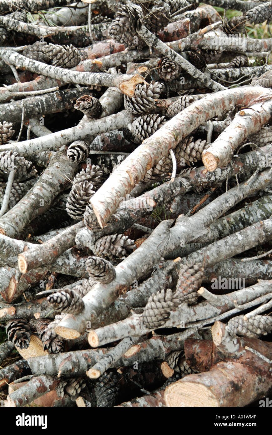 Pile of pine tree branches after prune Stock Photo - Alamy