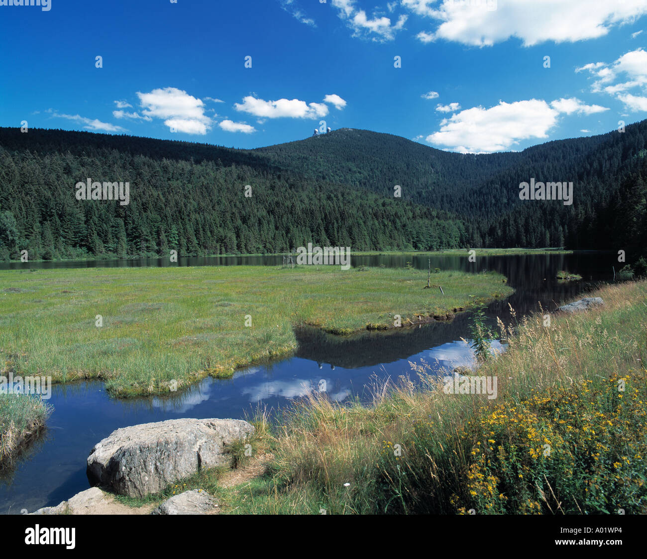 Waldgebiet, Waldlandschaft, Kleiner Arbersee, schwimmende Inseln im See ...