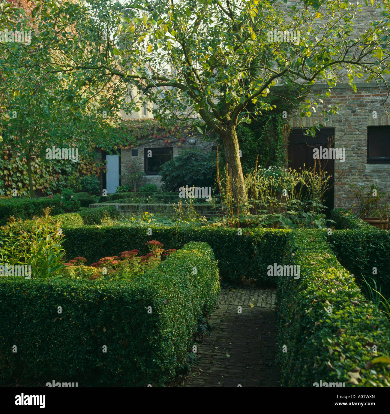Clipped box hedges and tree in front of house in Holland Stock Photo ...