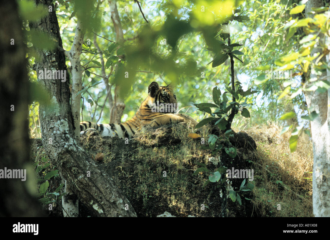Bengal tiger on rocky ledge hi-res stock photography and images - Alamy