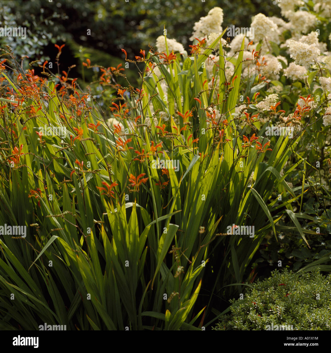 Montbretia plants hi-res stock photography and images - Alamy