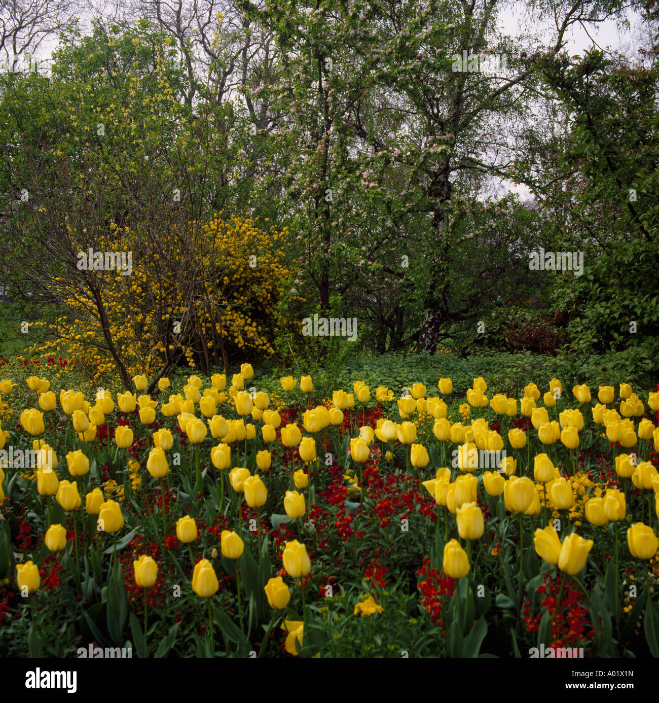 Tulips and wallflowers container hi-res stock photography and images ...