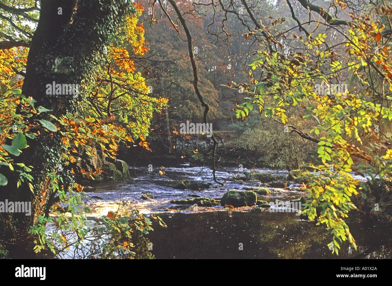 Wharfe woods hi-res stock photography and images - Alamy