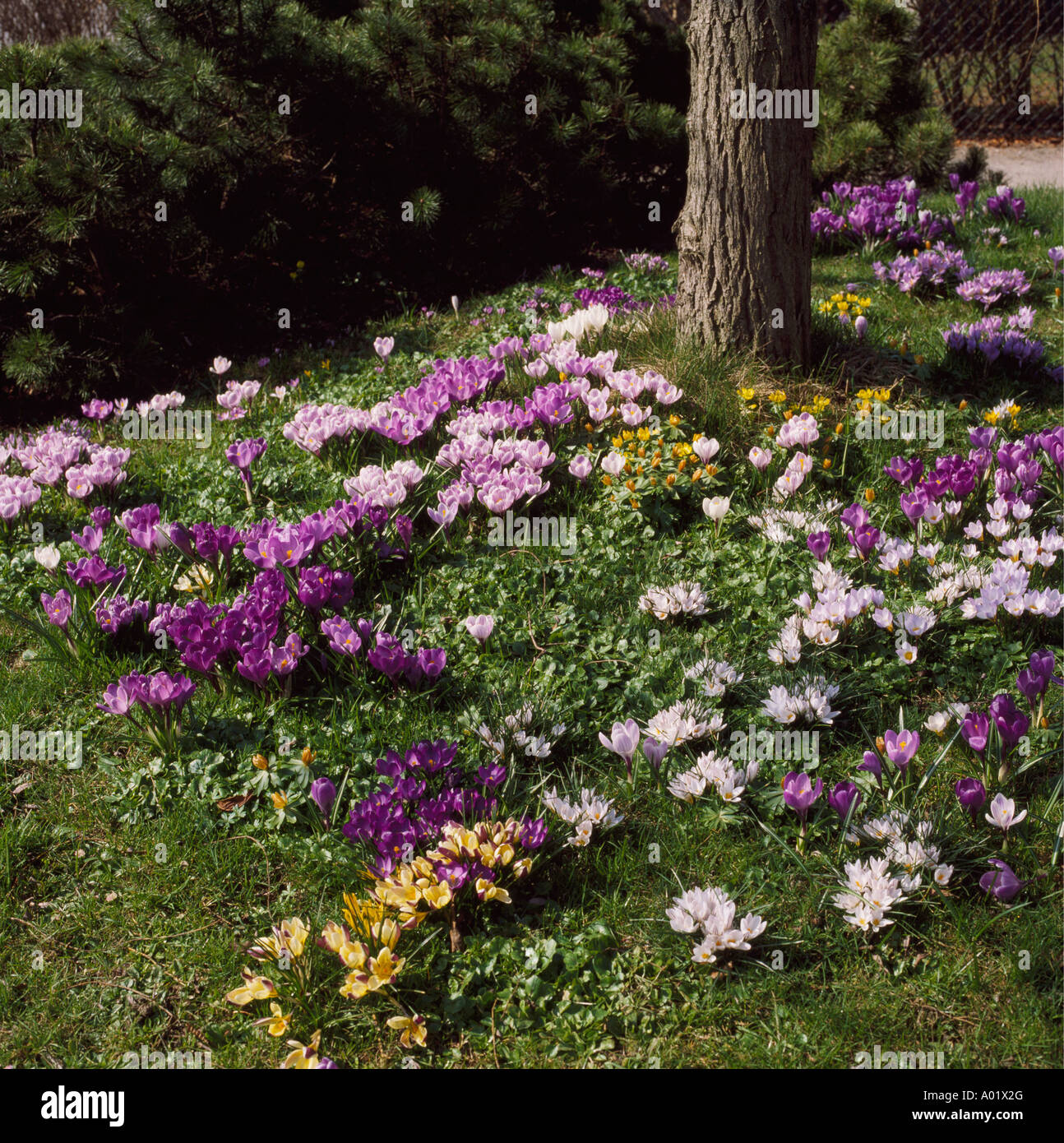 Juliana under hi-res stock photography and images - Alamy