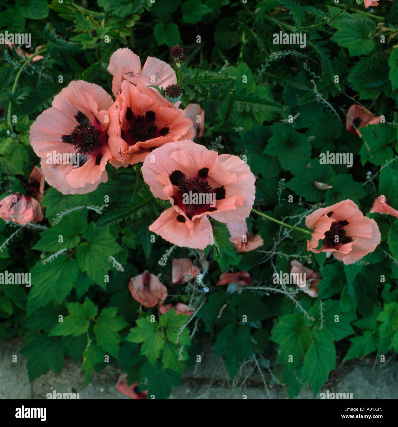 Oriental papaver mrs perry hi-res stock photography and images - Alamy