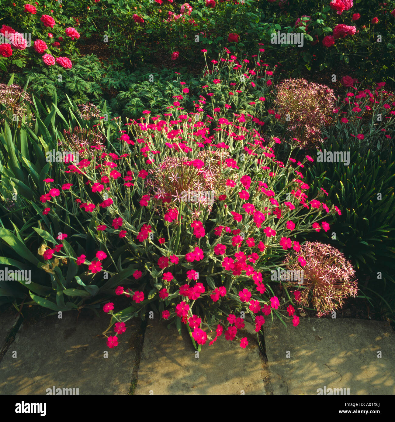 Perennials lychnis coronaria hi-res stock photography and images - Alamy