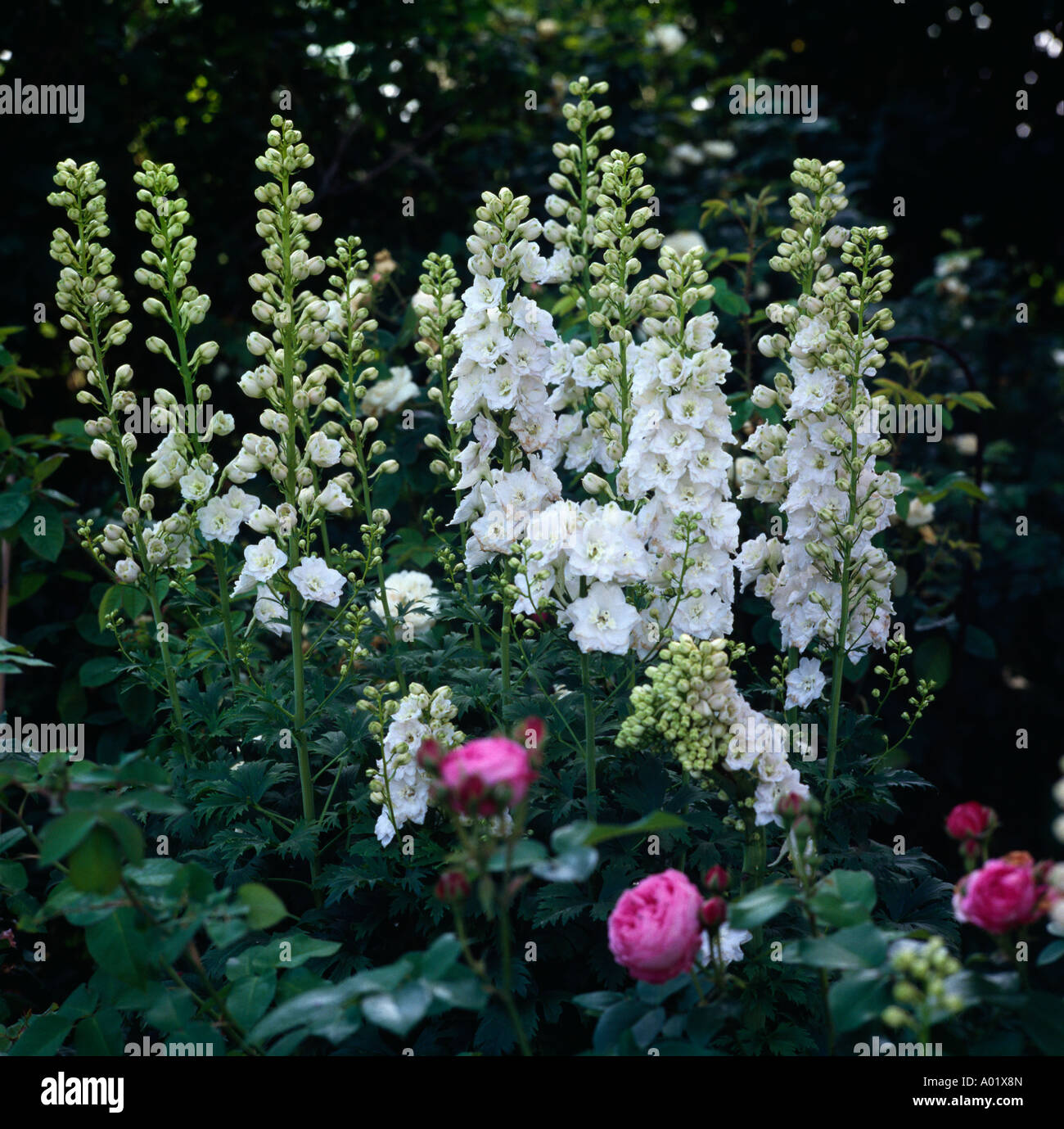 White delphiniums contrasted with pink roses Stock Photo - Alamy