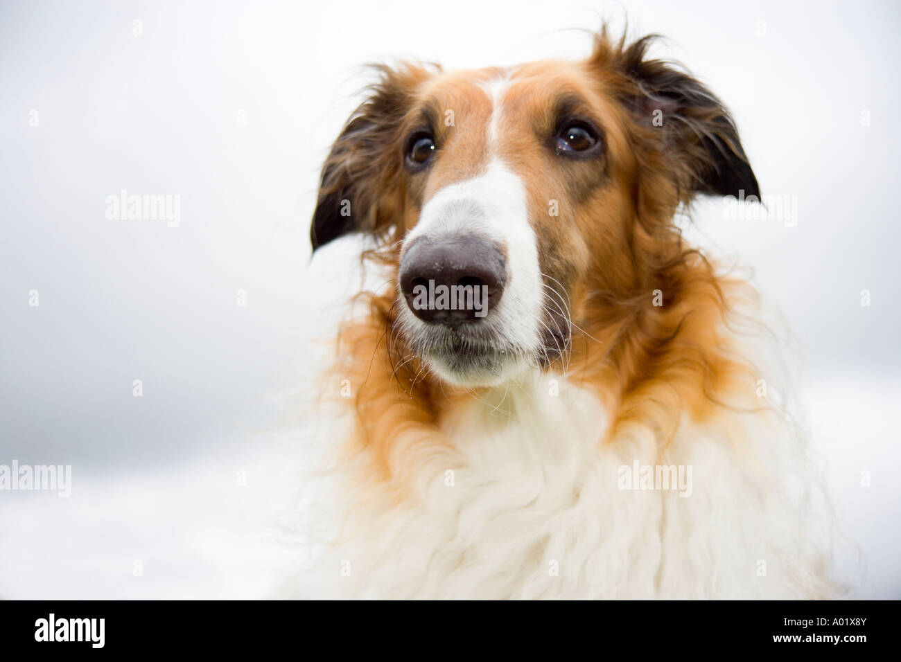 Portrait of Borzoi dog Stock Photo - Alamy