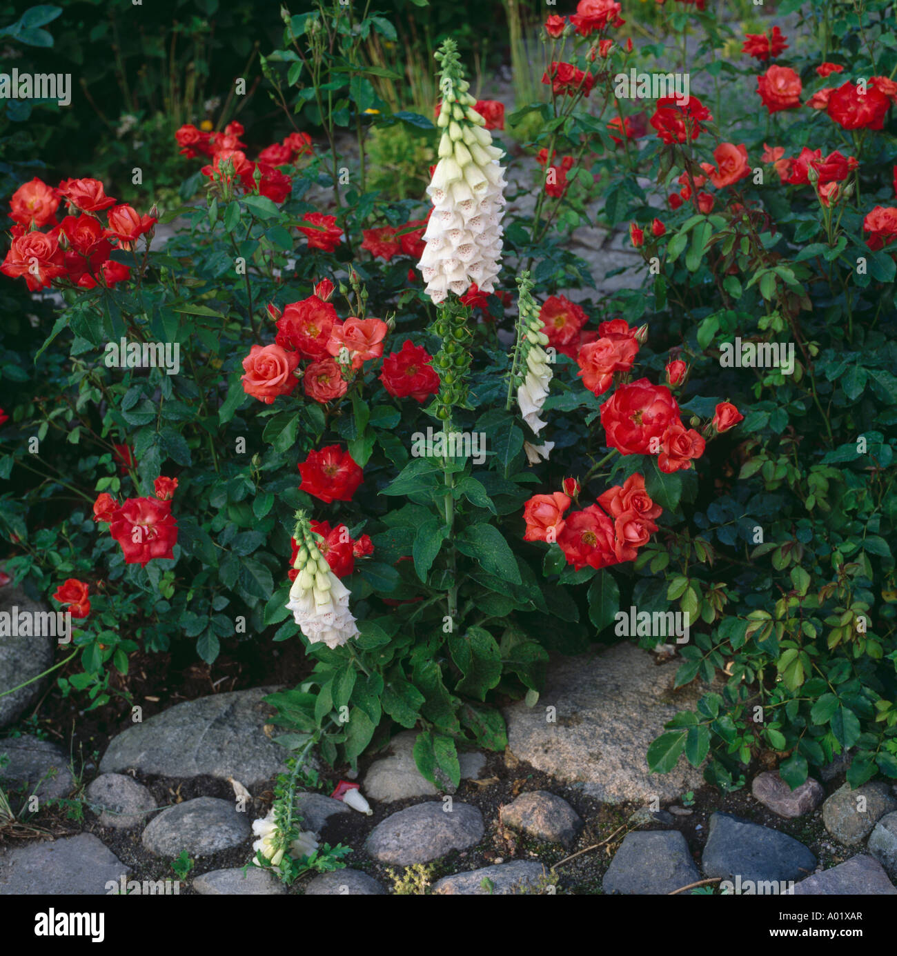 Anna ford rose hi-res stock photography and images - Alamy