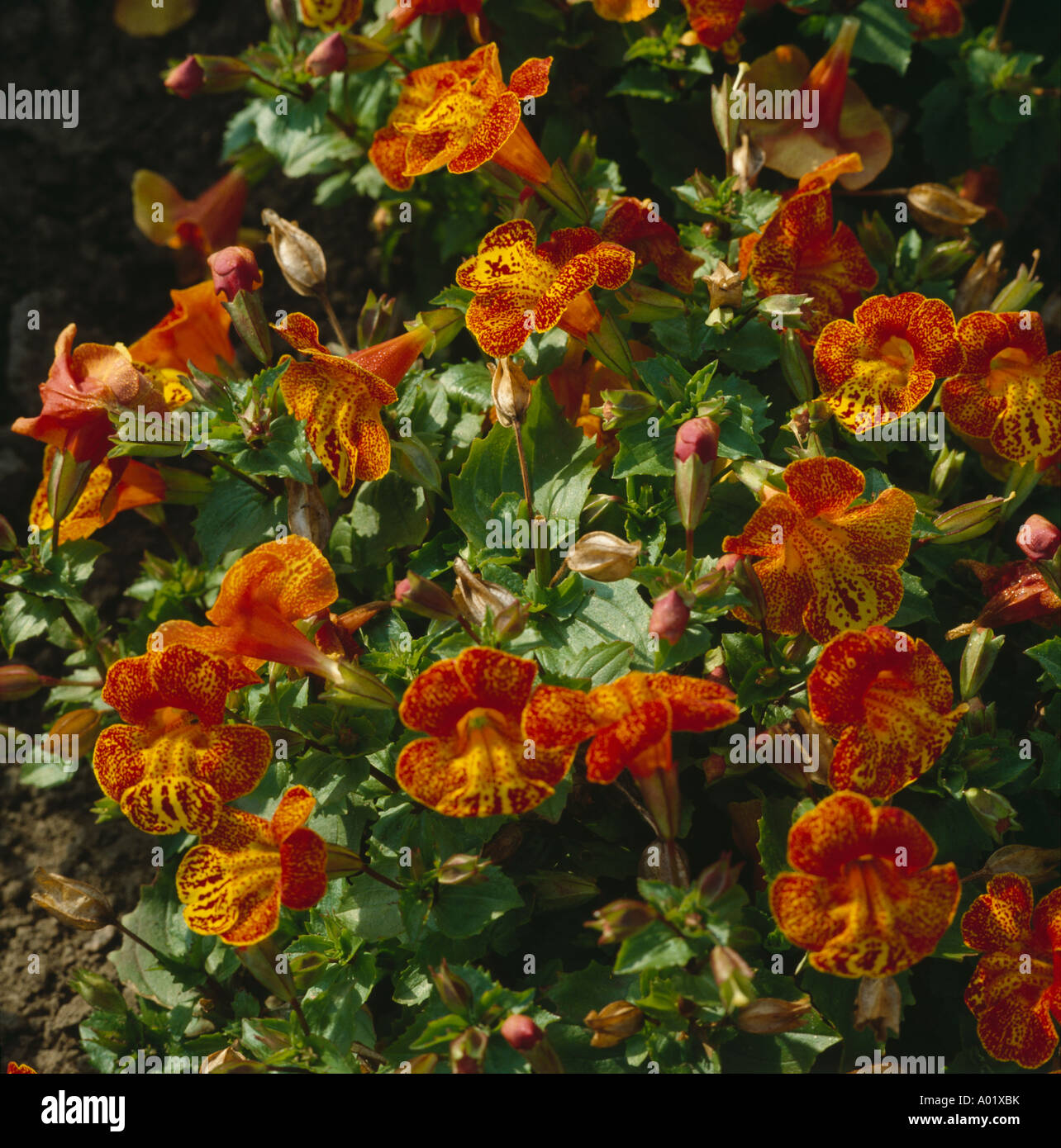 Speckled monkey hi-res stock photography and images - Alamy