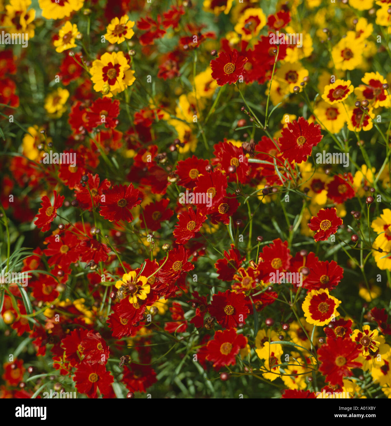 Tickseed border hi-res stock photography and images - Alamy