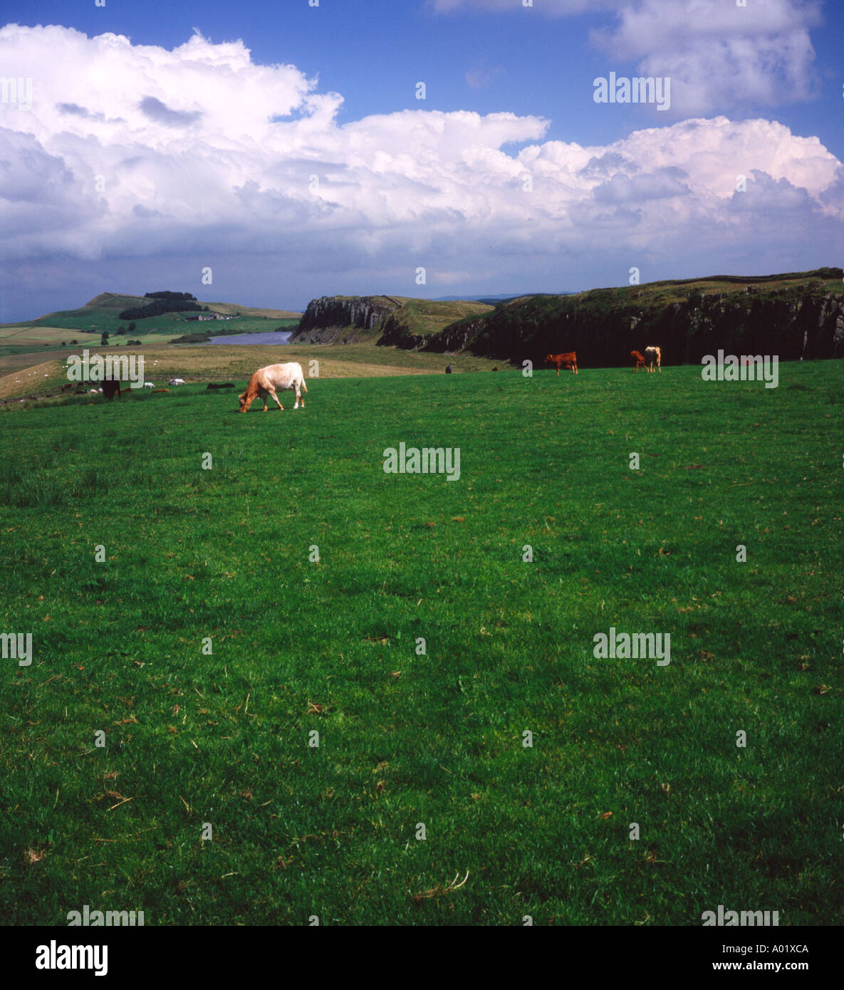 Sheep Steel Rigg Northumberland England Stock Photo - Alamy