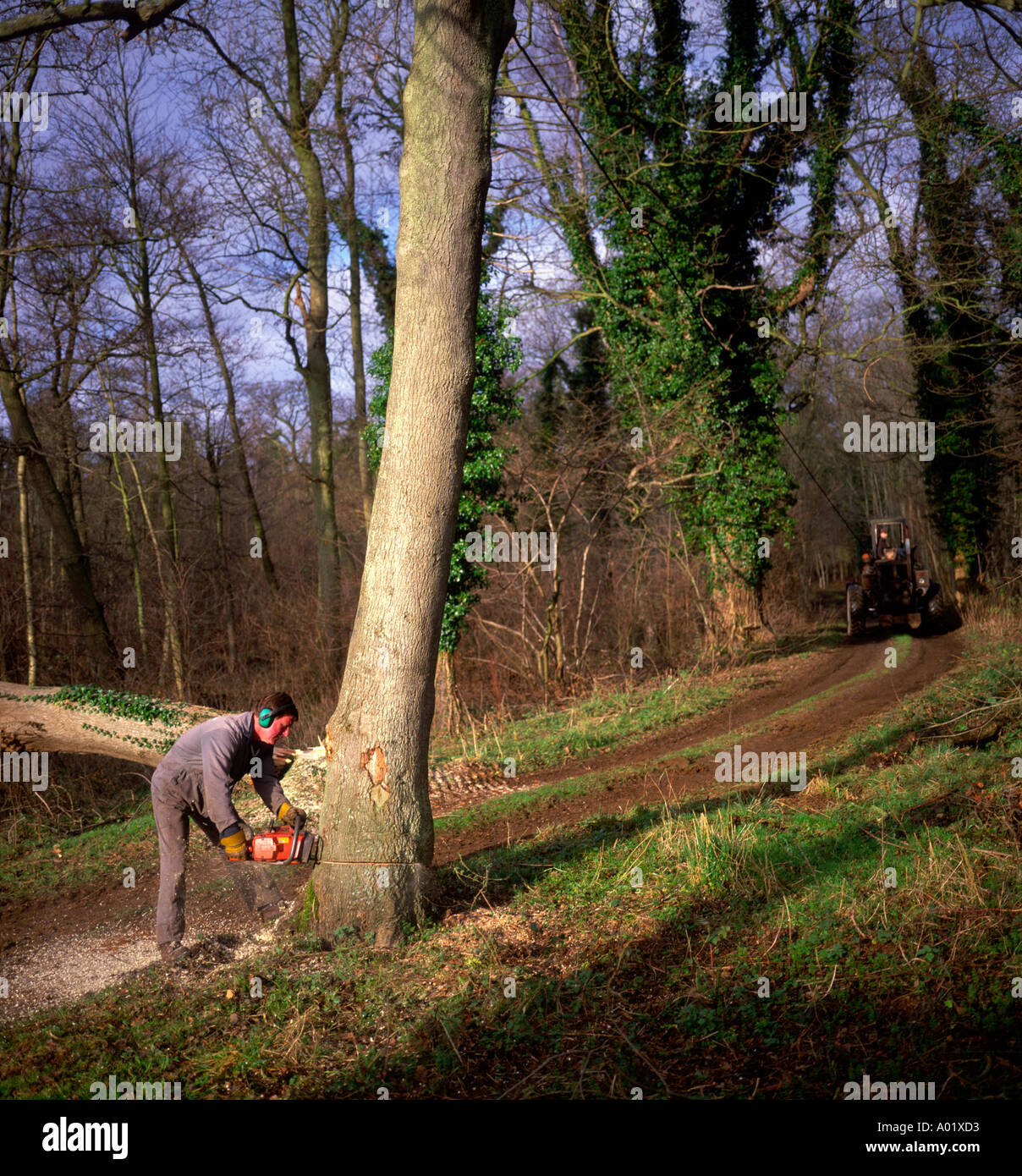 Sequence of nine Man cutting down an ash tree in English woodland Stock ...