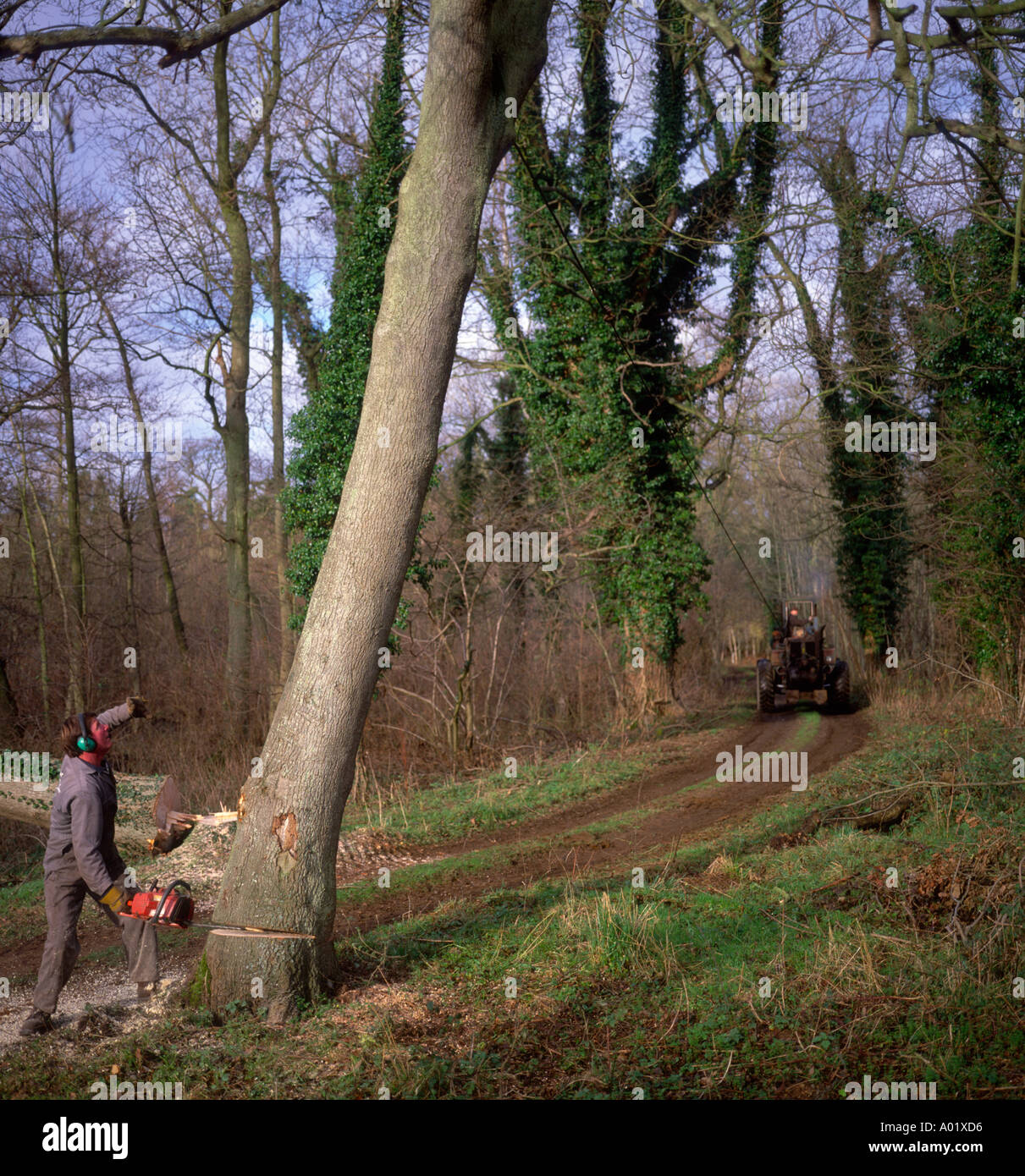 Sequence of nine Man cutting down an ash tree in English woodland ...