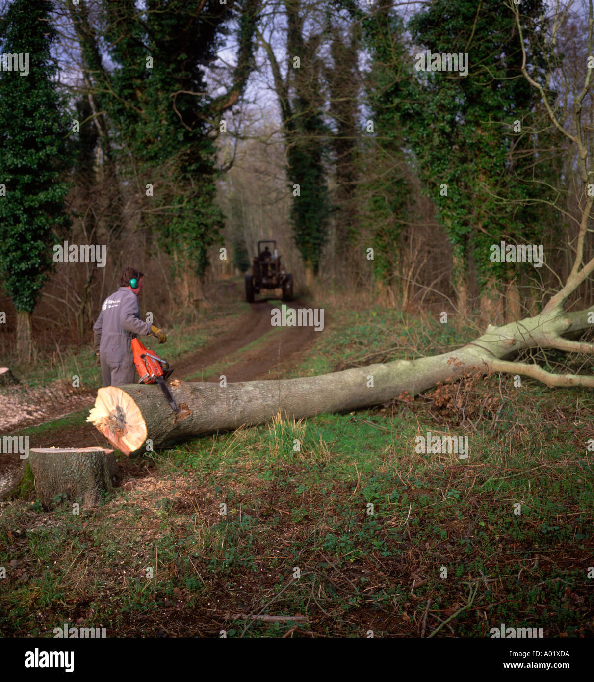Sequence of nine Man cutting down an ash tree in English woodland Stock ...