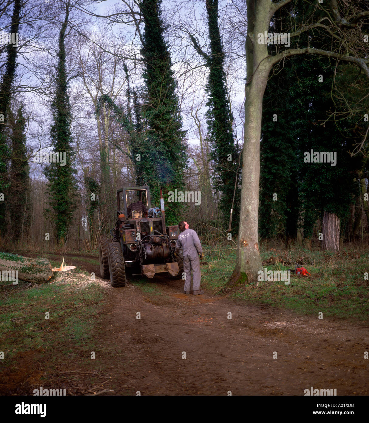 Sequence of nine Man cutting down an ash tree in English woodland Stock ...