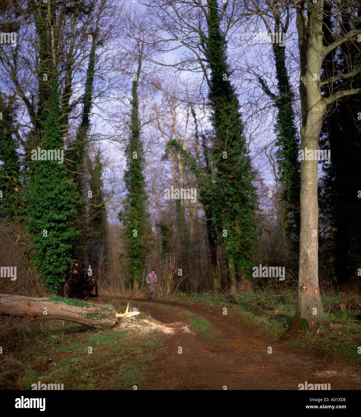 Timber cutting england hi-res stock photography and images - Alamy