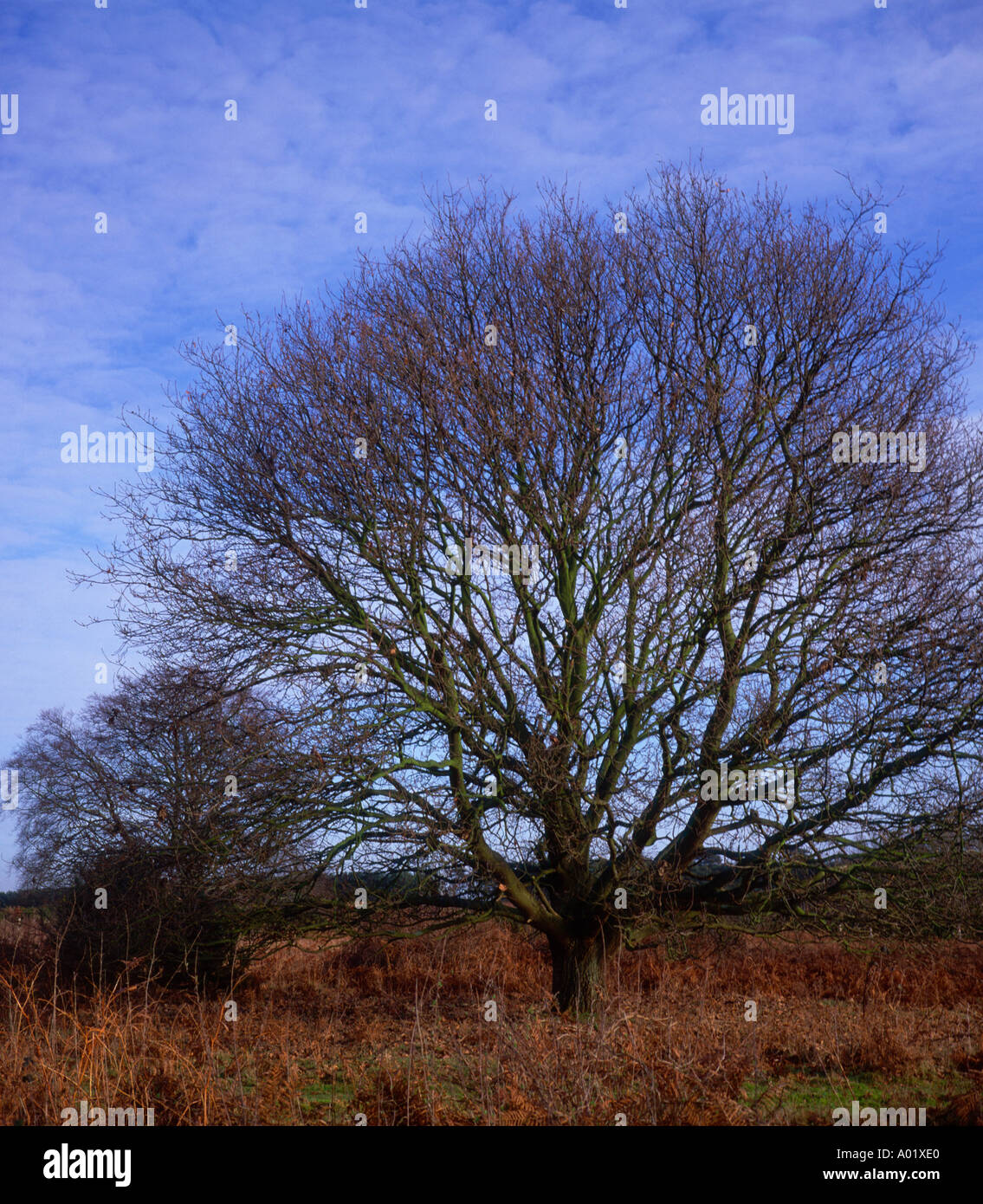 Leafless plant hi-res stock photography and images - Alamy