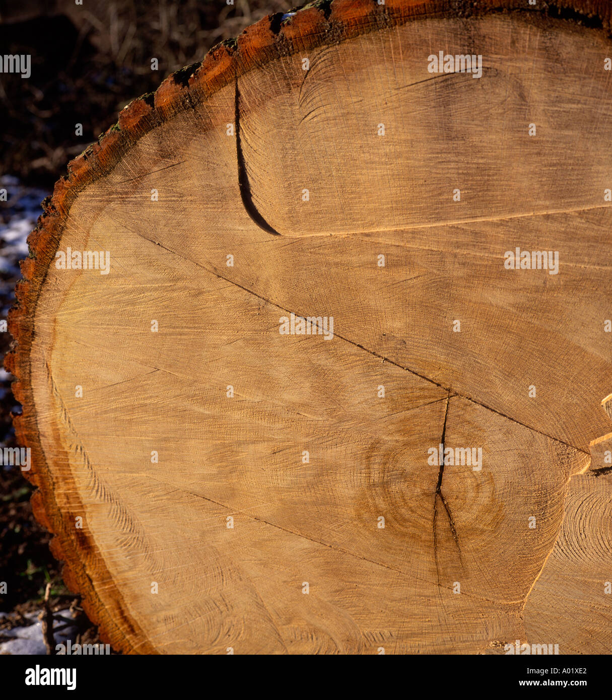 Tree growth rings oak tree Stock Photo - Alamy
