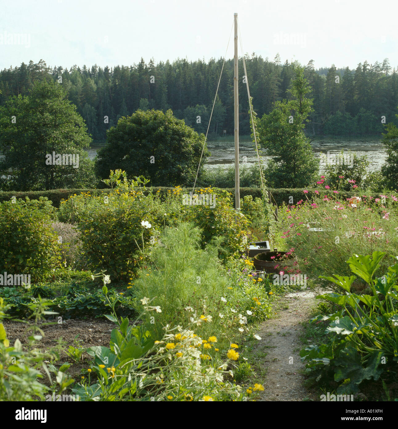 Wigwam frame in country vegetable garden with view of woodland Stock ...
