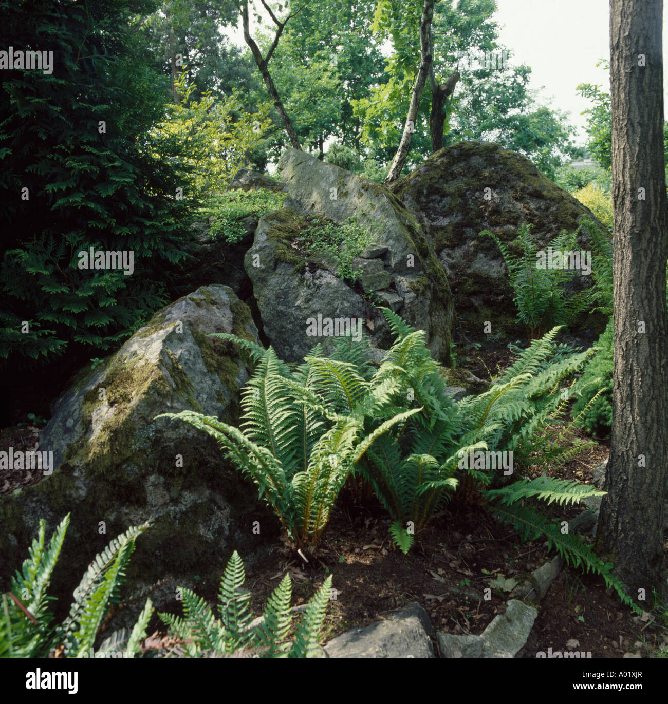 Ferns in front of large rocks in shady garden Stock Photo - Alamy